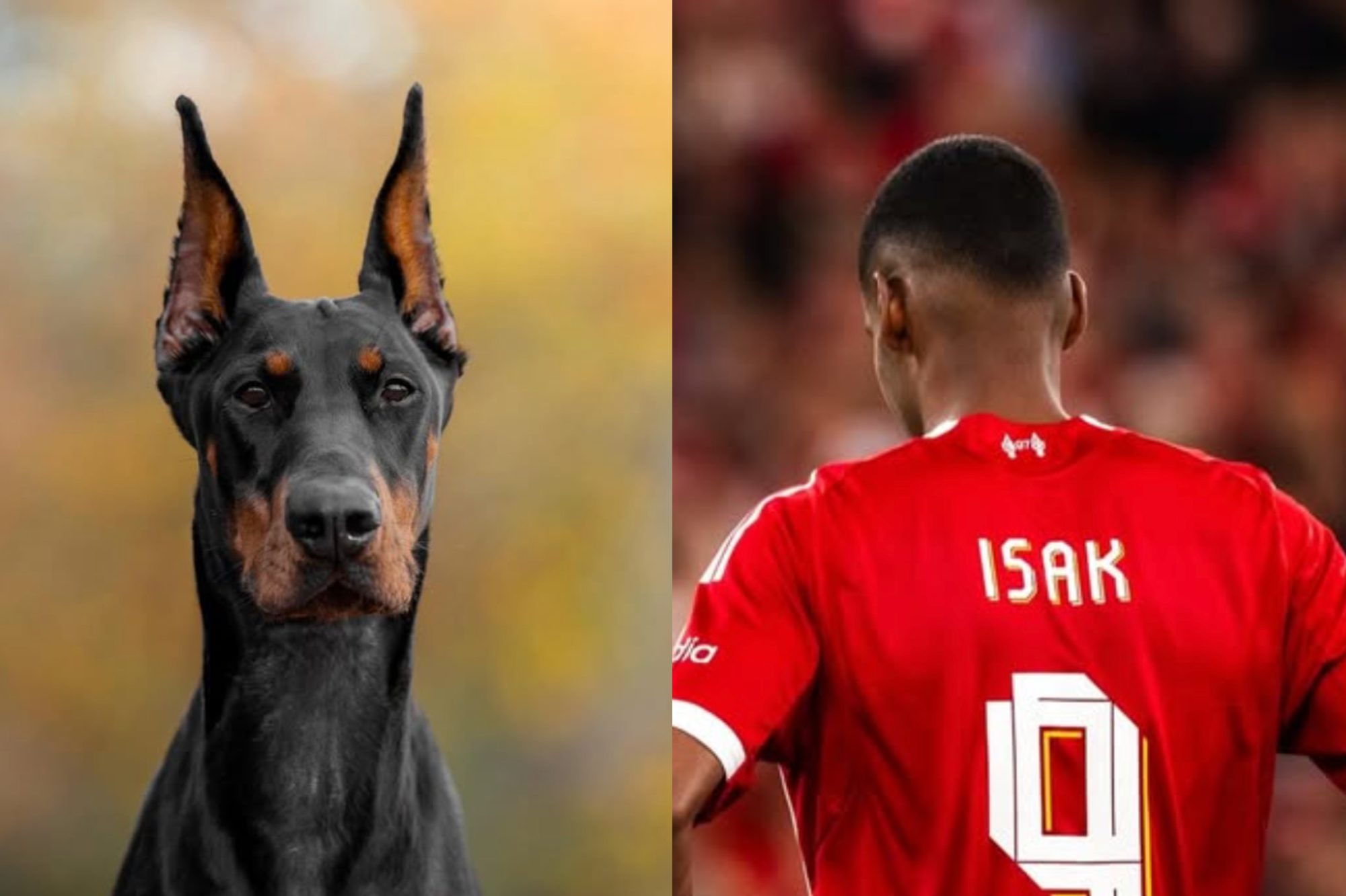 Une star de de Liverpool investit 35 000€ dans un chien de défense